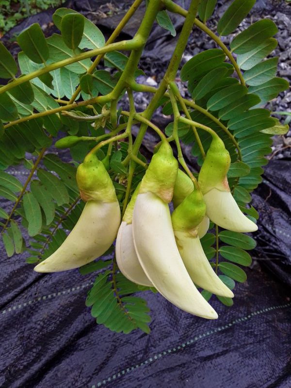 Agati Flower Pakoda - A hot and spicy snack (Vegan) - Kitchen Archives